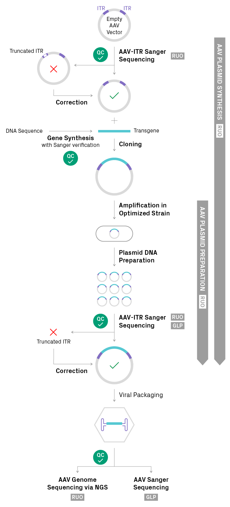 AAV Vectors in Gene Therapy: Measuring & Optimizing Quality